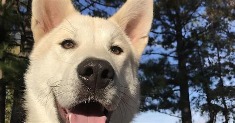 Find Maslow Lost In Nw Arkansas Missing Since December 16th 2017