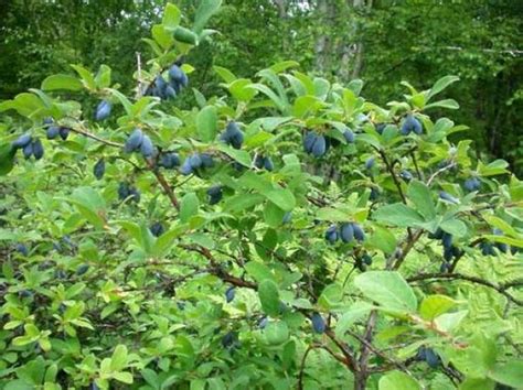 Лучшие сорта жимолости съедобной с описанием и фото