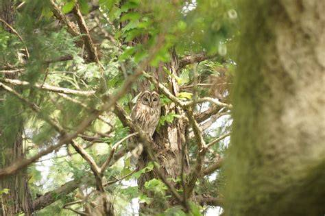 森人 By 1958makoto （id：2514699） 写真共有サイトphotohito