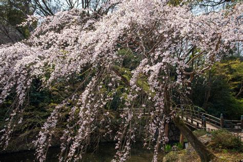 枝垂れ桜 GANREF