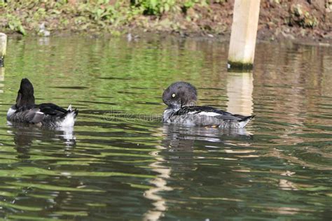 Ring Necked Duck And Other Wildfowl Swimming Wetlands In Uk Stock Image