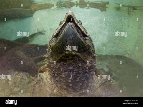 Alligator Snapping Turtle Macrochelys Temminckii Found In Mississippi