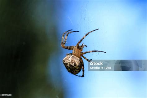 매크로 거미 클로즈업 사진입니다 거미는 거미줄을 치 게 되죠 Araneus 근접 거미줄에 앉아 있다 반짝임에 Araneus