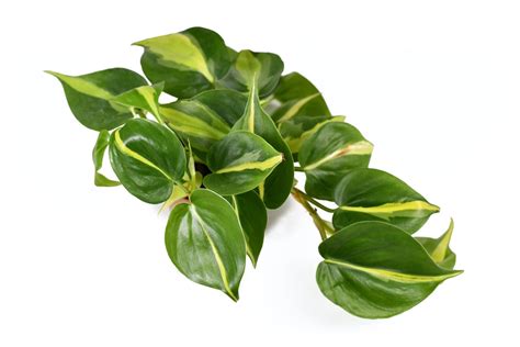 Philodendron Hederaceum The Beautiful Heartleaf Philodendron