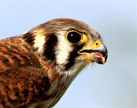 Kestrel Portrait Photograph By Ira Runyan