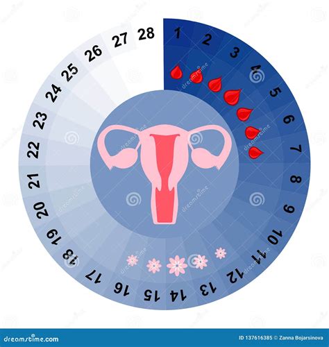 Menstrual Cycle Calendar Stock Vector Illustration Of Chart 137616385