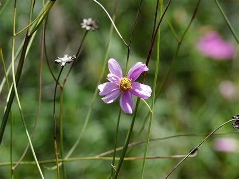 Coreopsis Nudata