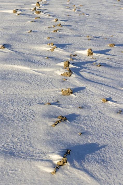 Pieces Of Soil Stick Out From Under The Snow In Winter Stock Image Image Of Soil Snow