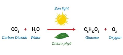 Equation For Photosynthesis