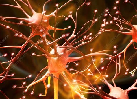 Nerve Cells Artwork Stock Image F003 0588 Science Photo Library