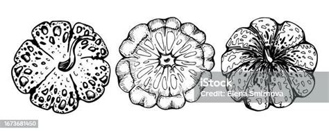 손으로 그린 잉크 벡터 호박 조롱박 스쿼시 추수감사절 할로윈 수확 농사를 위한 스케치 일러스트레이션 아트 격리된 개체 개요 레스토랑 메뉴 인쇄 카페 웹사이트 초대장 디자인
