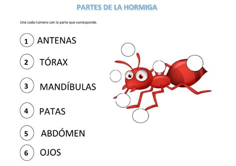Partes De La Hormiga Worksheet Partes De La Misa Dibujos De Gimnasia