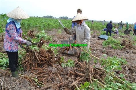 Frozen Cassava Vietnam Fresh Roots Megagrico Vietnam