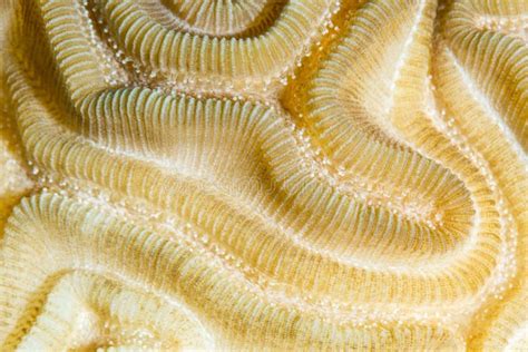 Symmetrical Brain Coral Pseudodiploria Strigosa Bonaire Caribbean