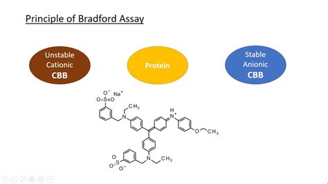 Bradford Assay Vs Elisa