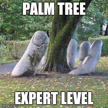 Palm Tree Memes Funny Palm Tree S Tenor