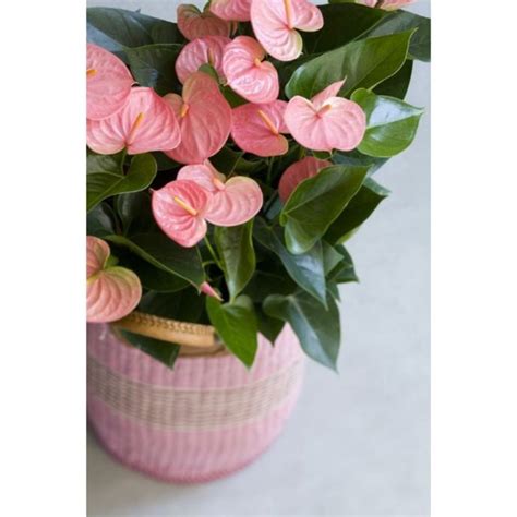 Jual Tanaman Hias Anthurium Mickey Mouse Bunga Pink Cantik Tanaman