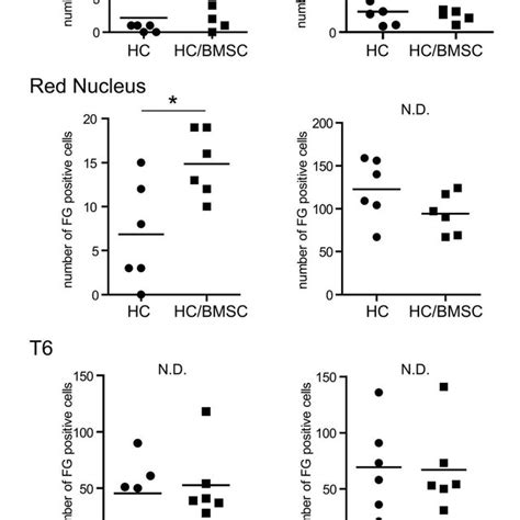 Quantification Of Retrograde Neuronal Tracing 4 Weeks After