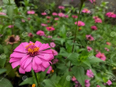 a close up of a bright purple pink zinnia flower with selected focus