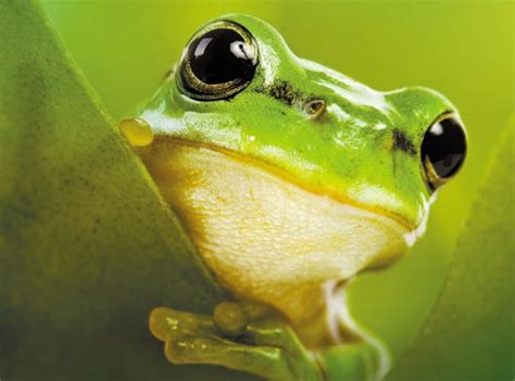 잘 잤니 개구리야 봄비 내리면 네 노래를 들려줘 중앙일보