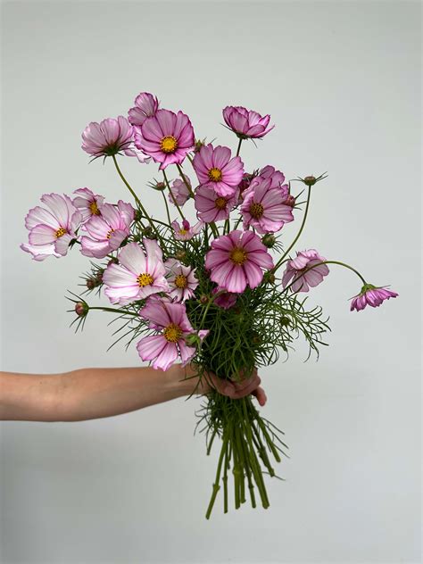 Cosmos Candy Stripe