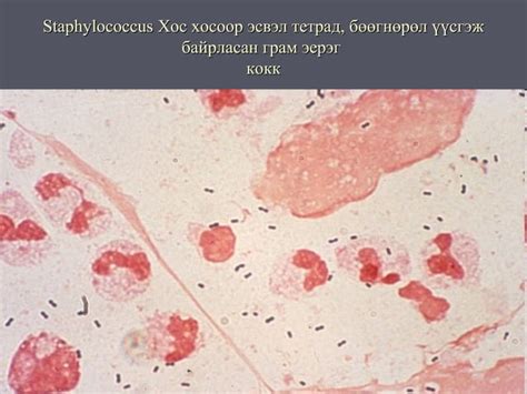 Gram Staining Altanzul Ppt