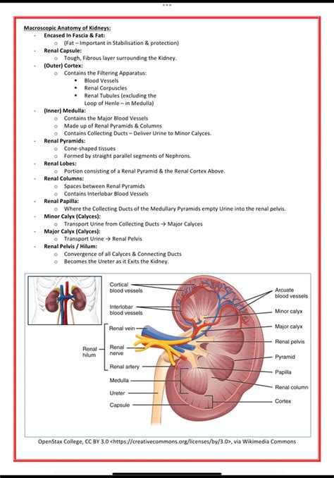 Urinary Renal System Medical Bundle Notes