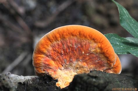 명아주자작나무버섯흰자작나무버섯 Piptoporellus Soloniensis