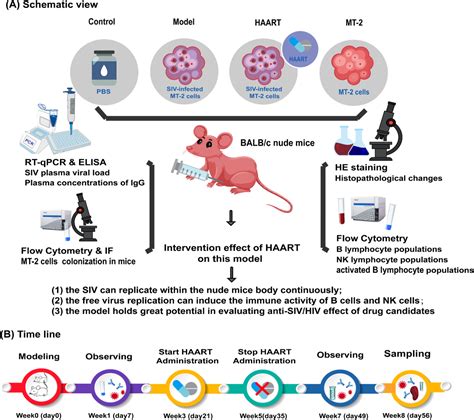 Nude Mice Inoculated With Mt 2 Cells Supporting Siv Replication In Vivo