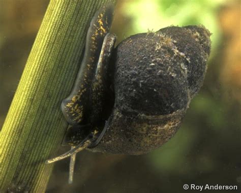 Bithynia Tentaculata Моллюски Беларуси Mollusca Of Belarus