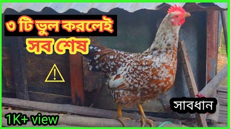 শীতকালে এই কাজগুলো ভুলেও করবেন না। দেশি মুরগি পালন পদ্ধতি। Deshi Murgi