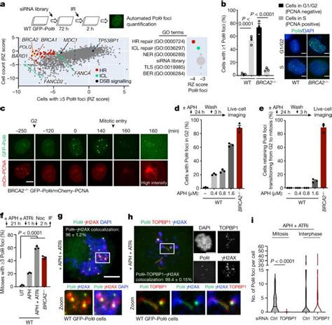 Narkhyun Bae On Linkedin Polθ Is Phosphorylated By Plk1 To Repair Double Strand Breaks In