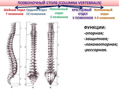 Морфофункциональная характеристика скелета туловища презентация онлайн