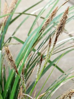 オオシマカンスゲ 大島寒菅 花の名前を調べる