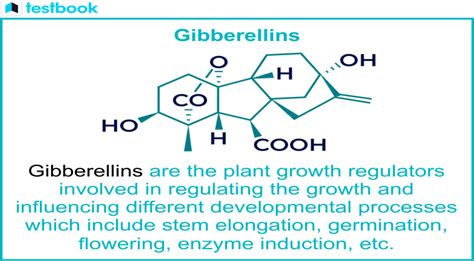 Gibberellins In Plants Definition Structure Function And Uses