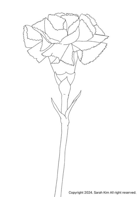 미술쌤이 그린 패드 드로잉 카네이션 도안 색칠공부 네이버 블로그