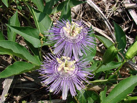Passiflora Incarnata Maypop Or Native Passionflower Naturescapes Of