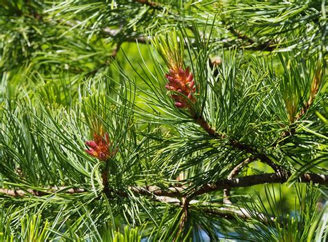 Borovice limba Pinus cembra | Blanokřídlí v Praze