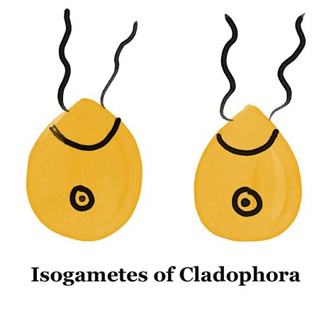 Sexual Reproduction Gcse Biology Revision Notes