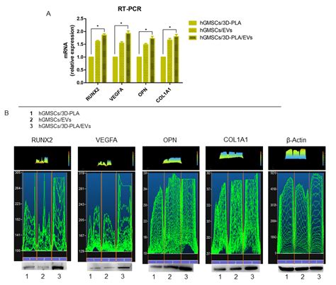runx2 and vegfa expression a rt pcr showed the different mrna