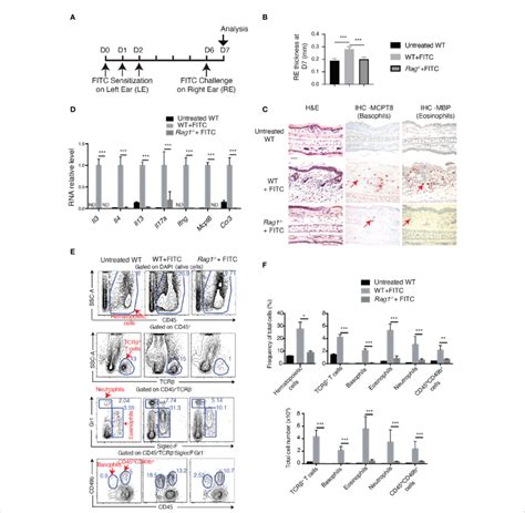 Fitc Treatment Induces Basophil Accumulation In Acd Skin In