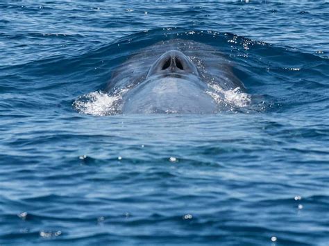 Leaping Giants Do Blue Whales Breach Marinepatch