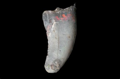 Scientists And Miners Team Up To Preserve Opalized Fossils