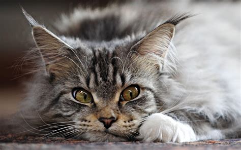 Maine Coon Cat Wallpapers Top Free Maine Coon Cat Backgrounds