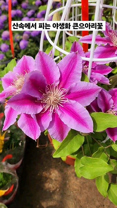 산속 숲속에 예쁜 여왕꽃 야생화 큰으아리꽃 활짝 Youtube