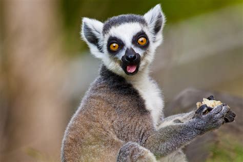 When Did The Famous Lemurs First Arrive In Madagascar Earth