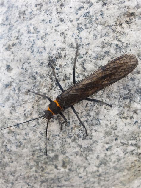 A Black And Orange Bug That Is 2 Inches Pinky Finger Length Has 2