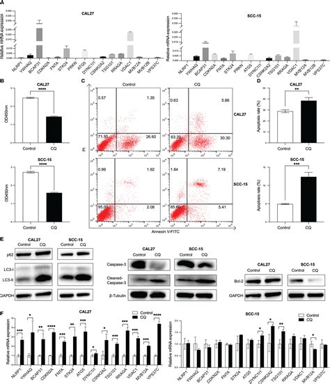 Frontiers Identification And Validation Of A Prognostic Signature Of Autophagy Apoptosis And