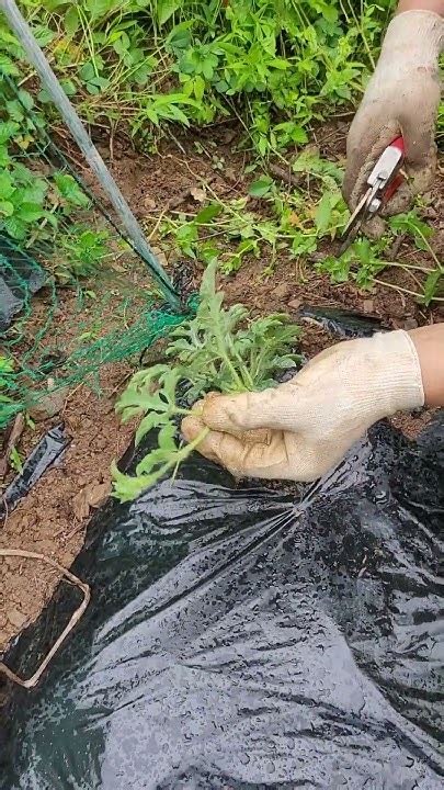 애플수박 어미순 적심 애플수박 순치기 Youtube