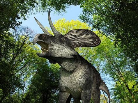 Zuniceratops Size